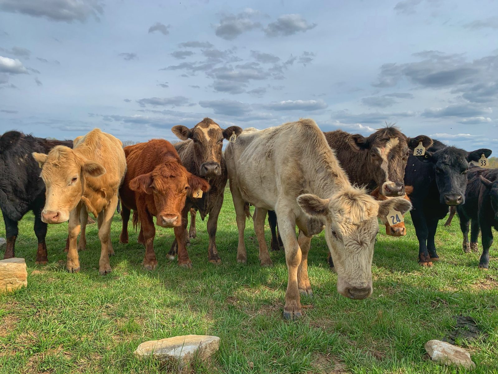 How I Moved a Herd of Cows With My Energy – brookekalan.com
