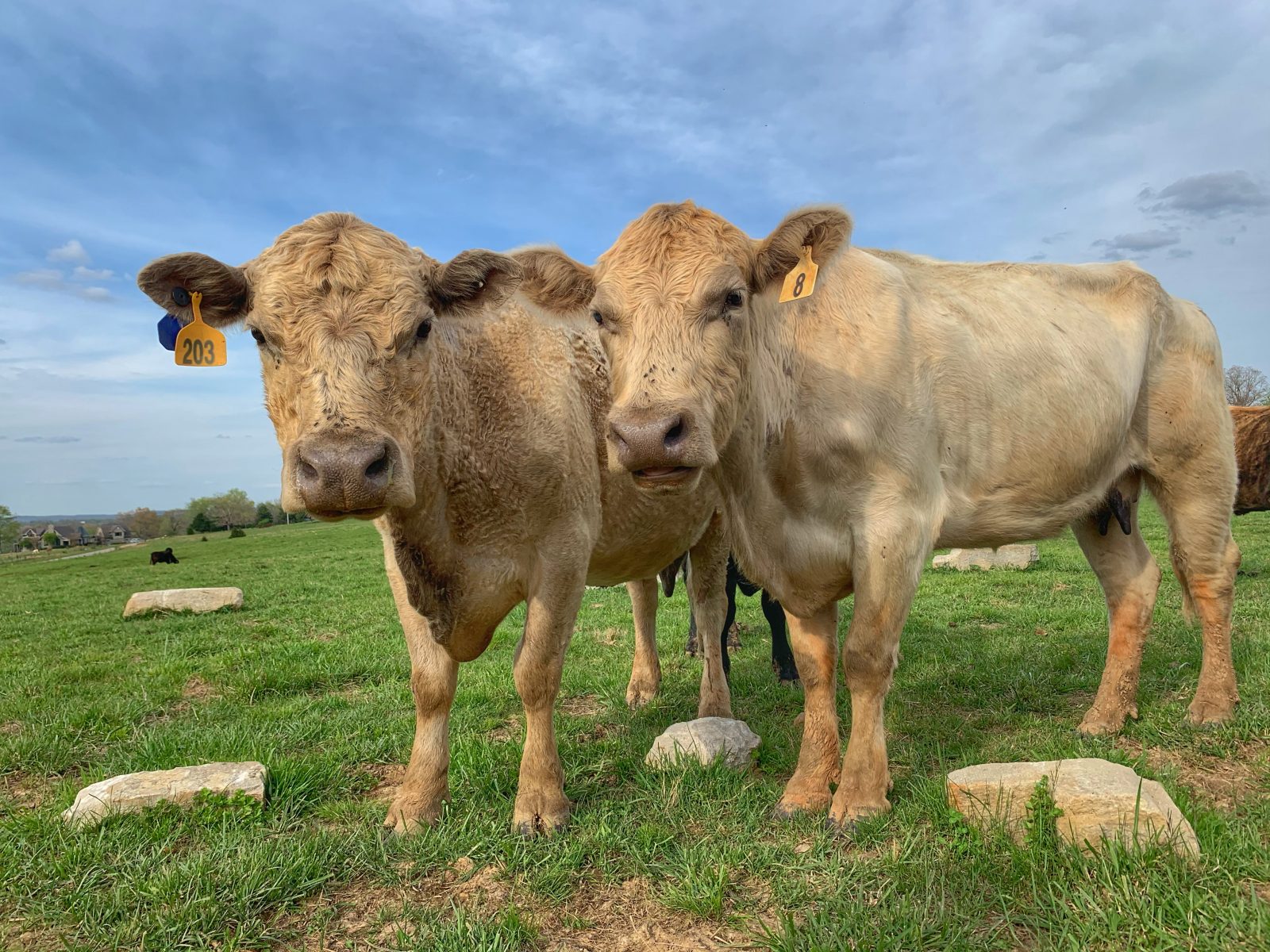 How I Moved a Herd of Cows With My Energy – brookekalan.com